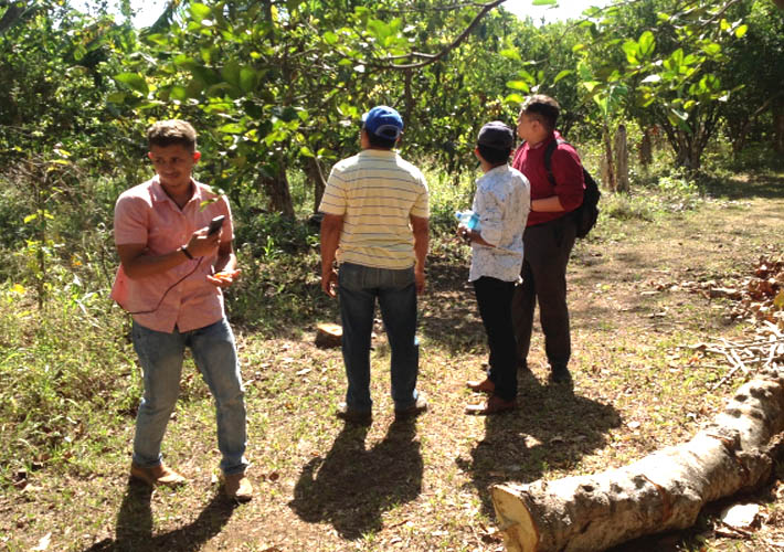 ¿Qué es un enraizamiento? | Punto Noticioso